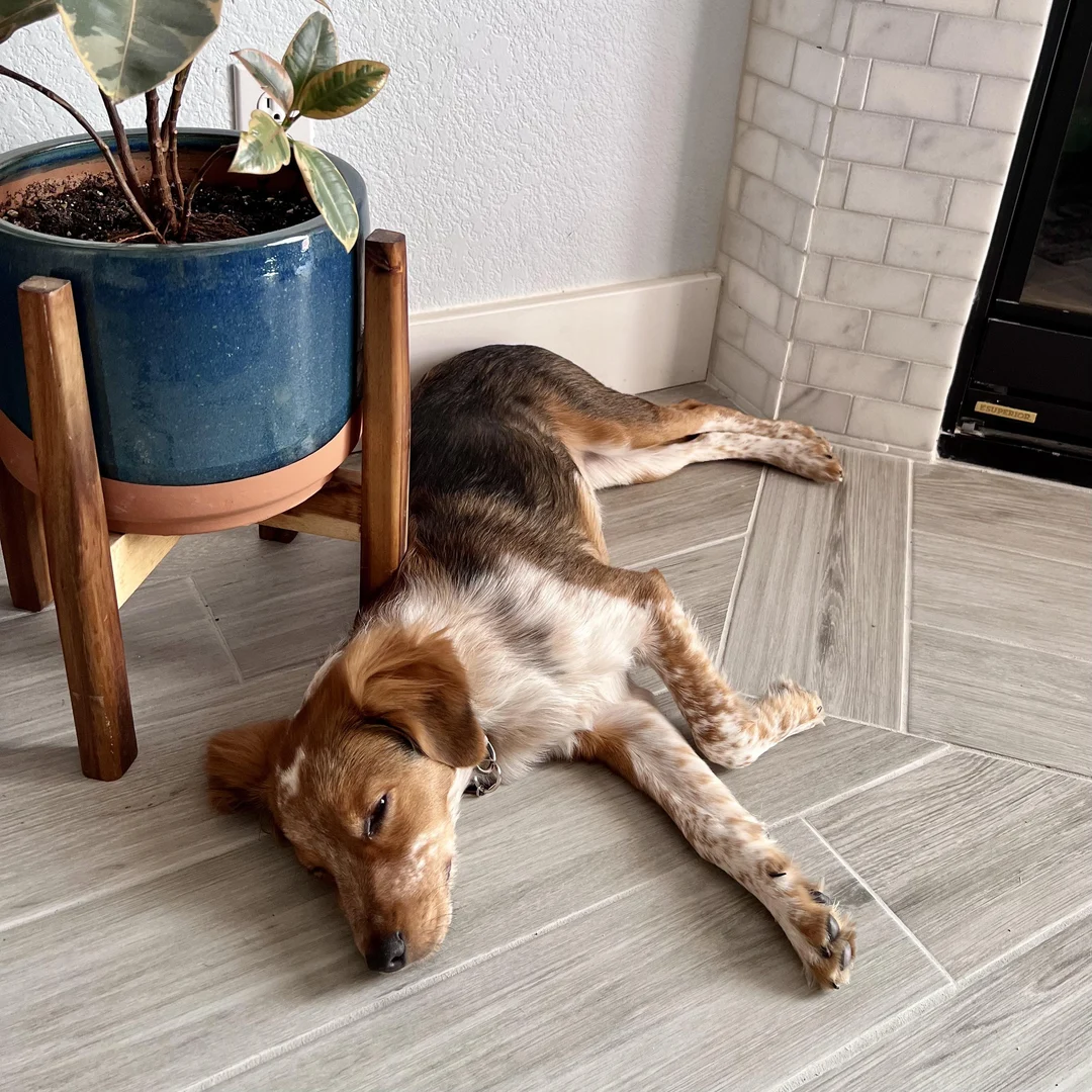 Tuckered rescue pup post run | Scrolller