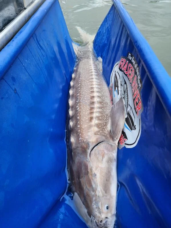 Fraser river sturgeon fishing | Scrolller