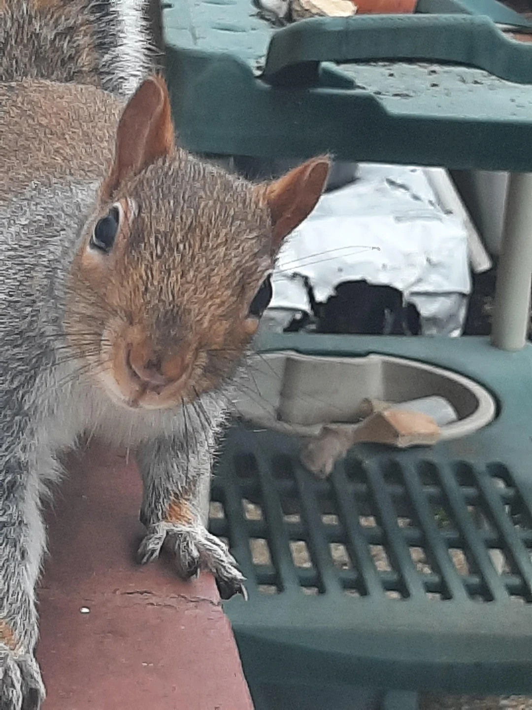 Here for the nuts | Scrolller