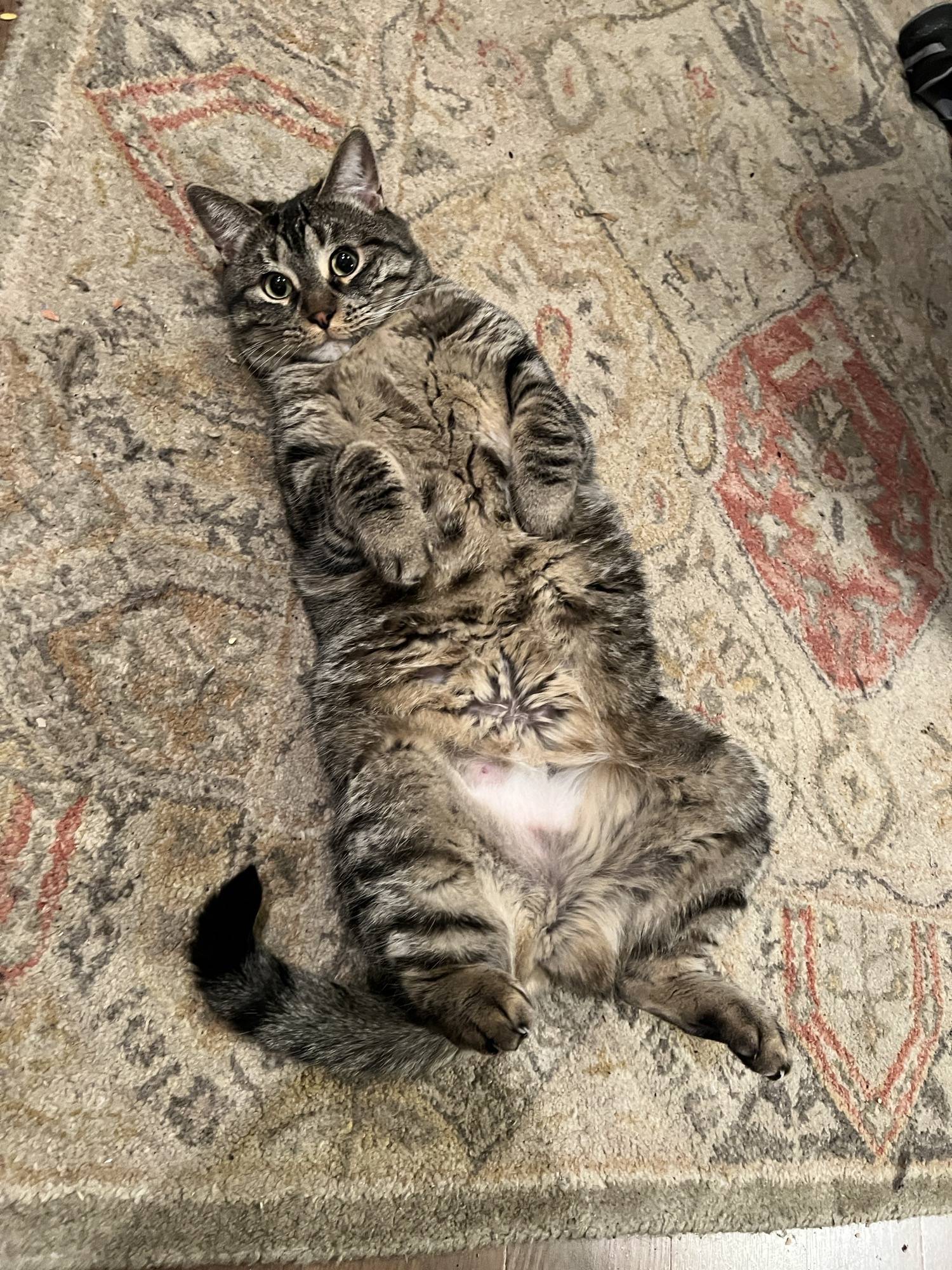 Comfy Girl Scrolller
