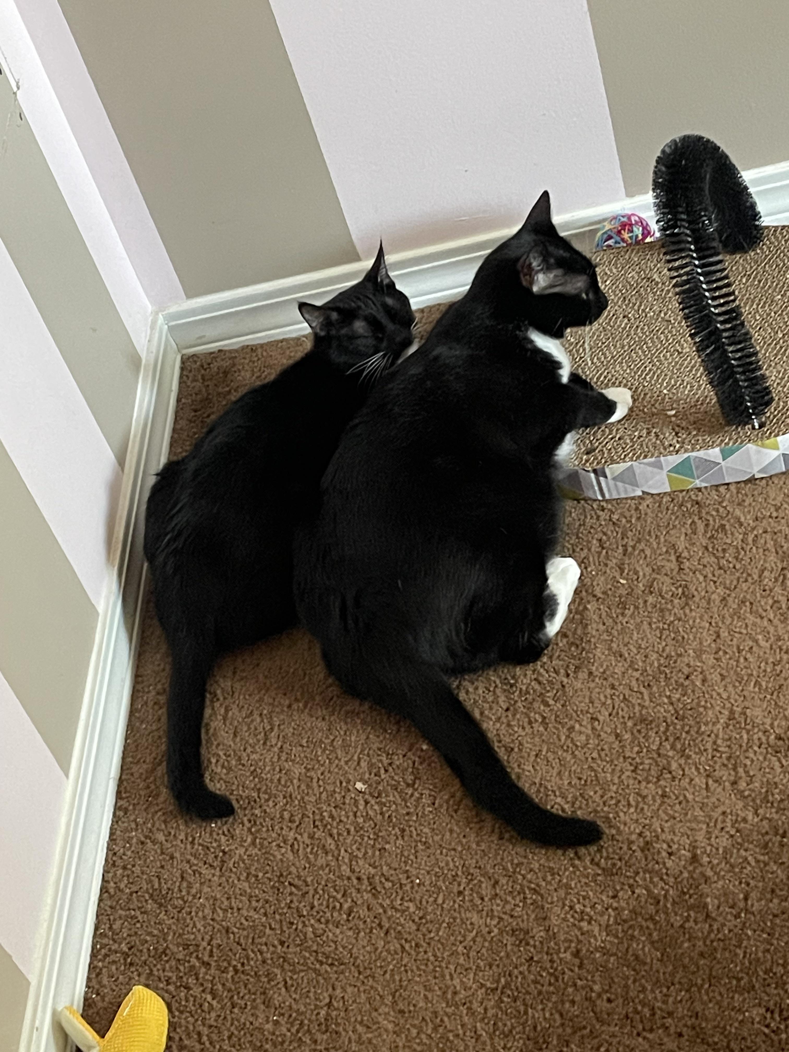 [OC] Lex and Lena snuggling together | Scrolller