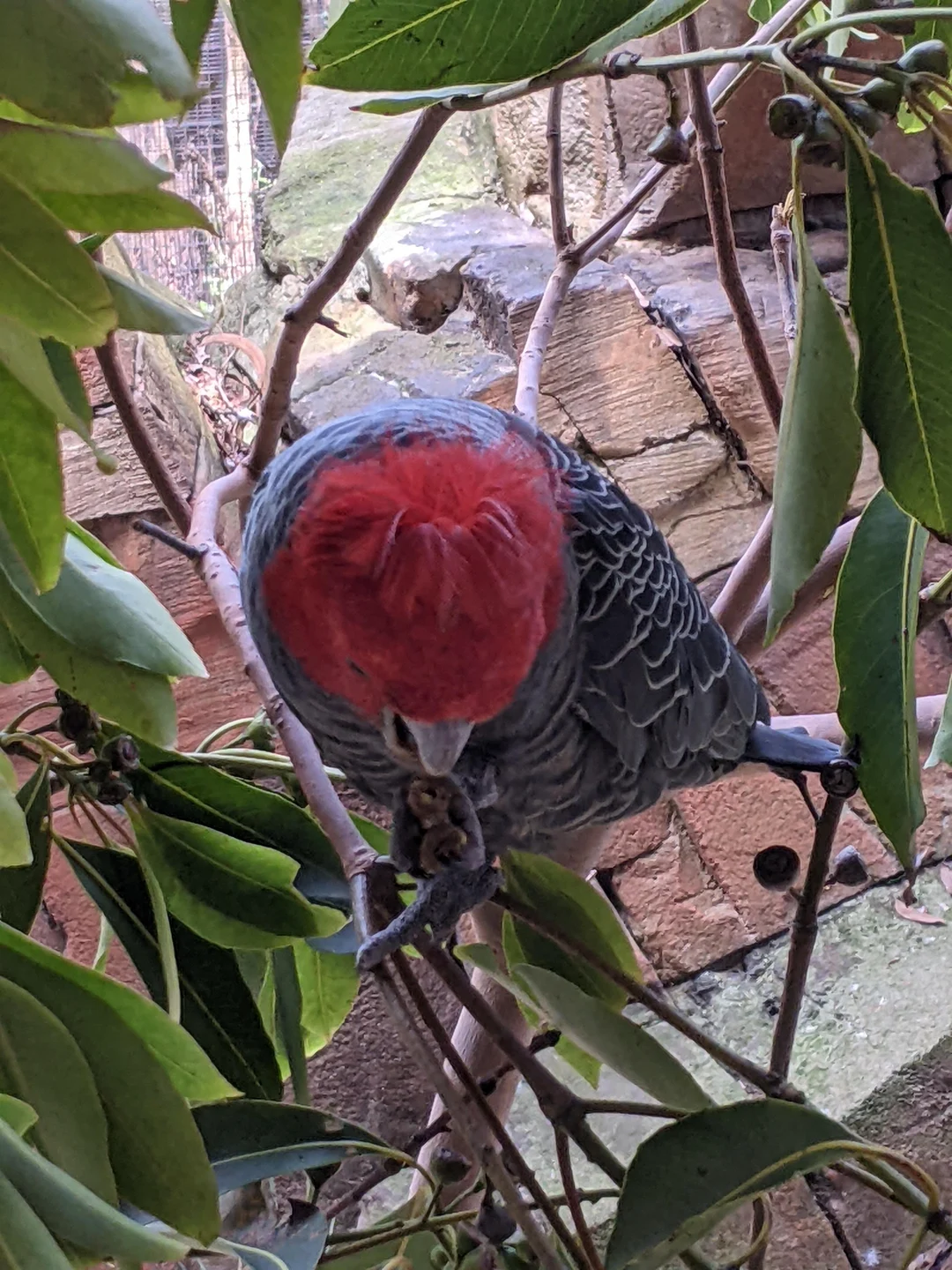 Enjoying the gum nuts | Scrolller