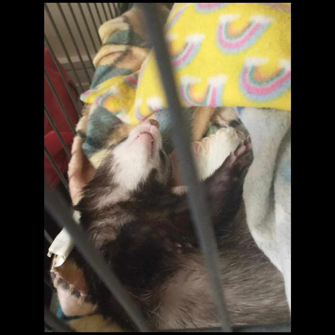 tired from her daytime explorations around our new house | Scrolller