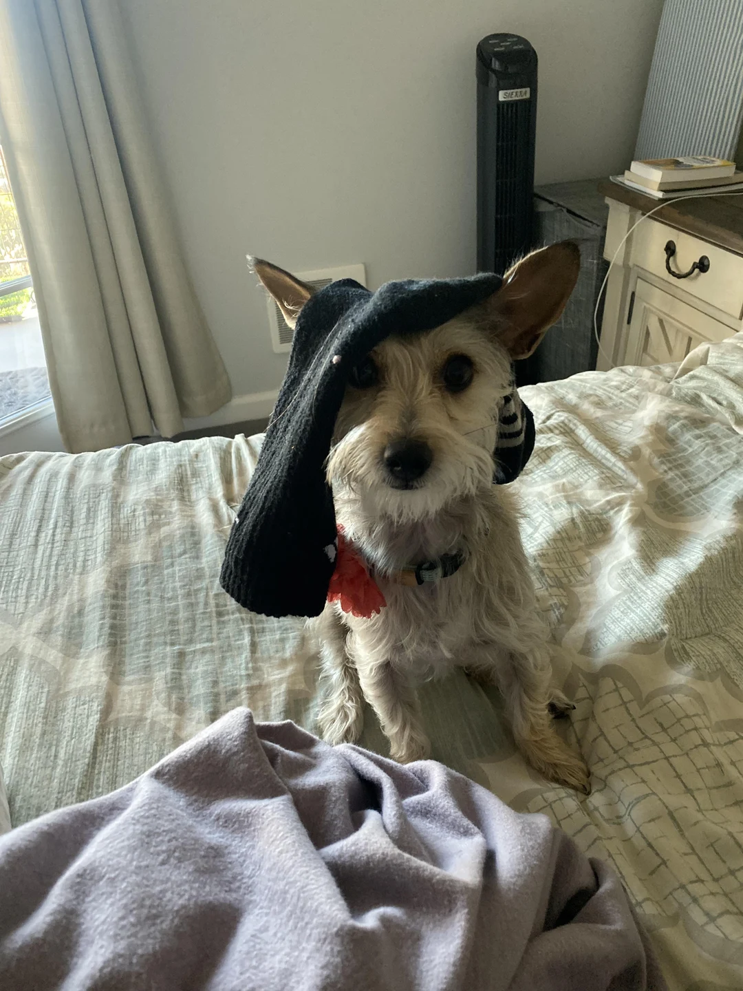 Dobby Was Given a Sock | Scrolller