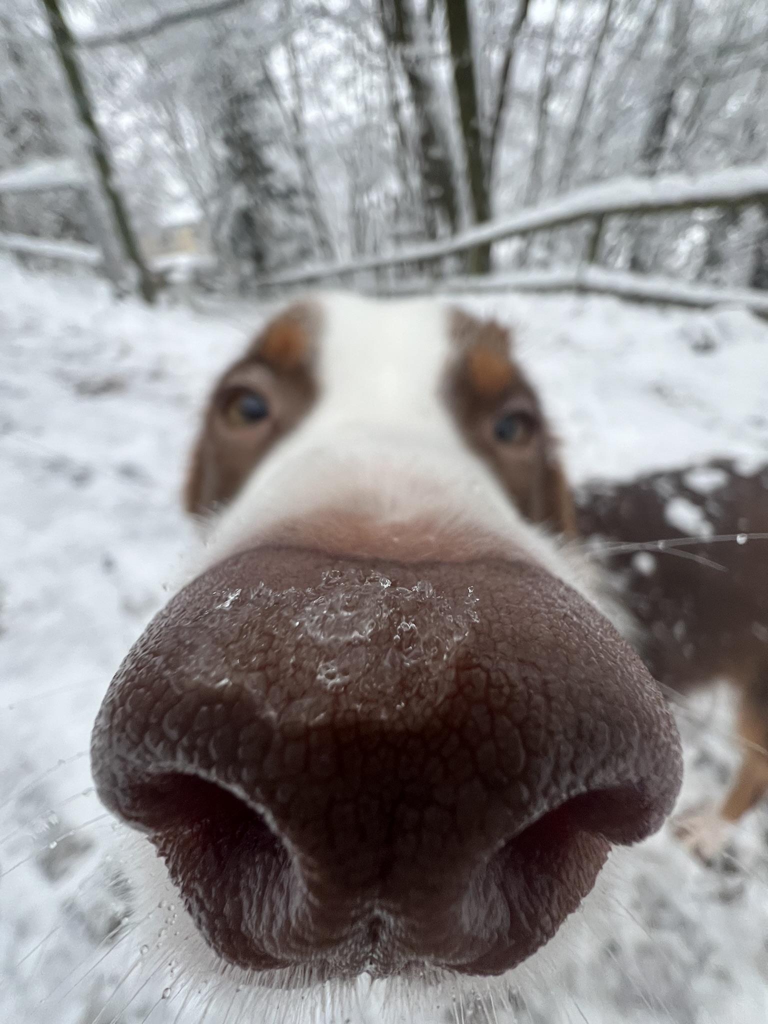 Warning! Schmacko detected. Nostrils fully extended and running on max capacity! | Scrolller