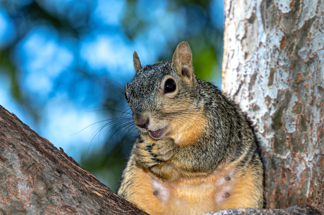 Mother Squirrel | Scrolller