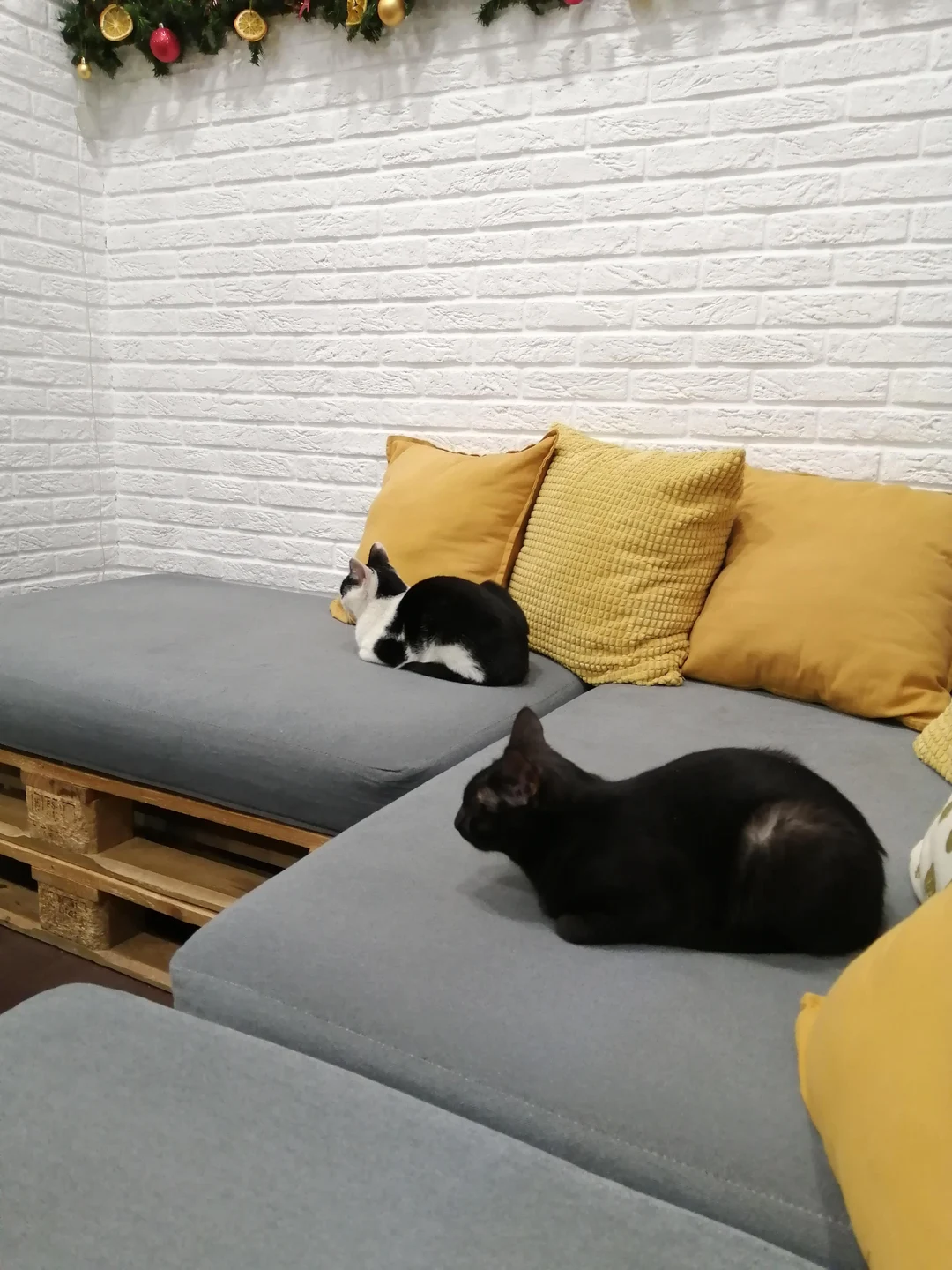 Somebody left fine loaves on the couch in cat cafe | Scrolller