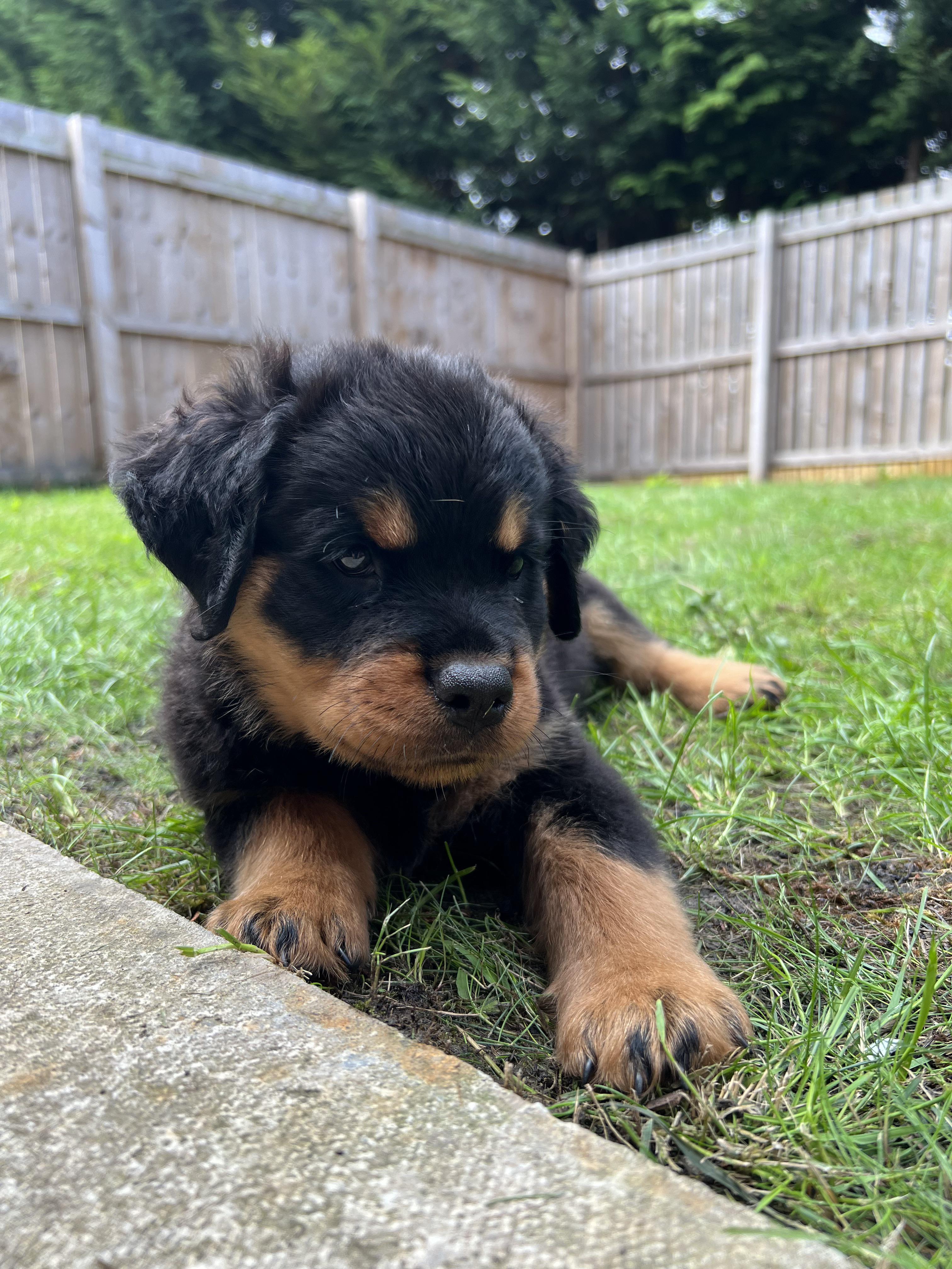 Meet little Ragnar (9 weeks today) | Scrolller