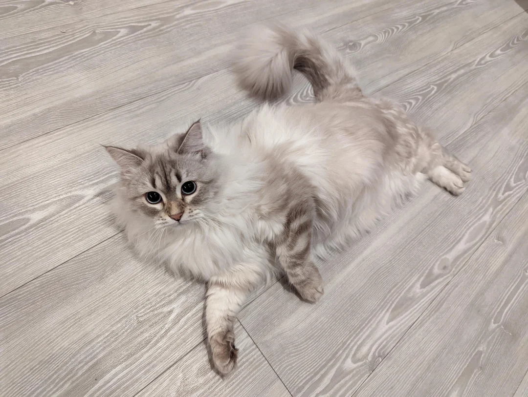 Full camo Cleo | Scrolller