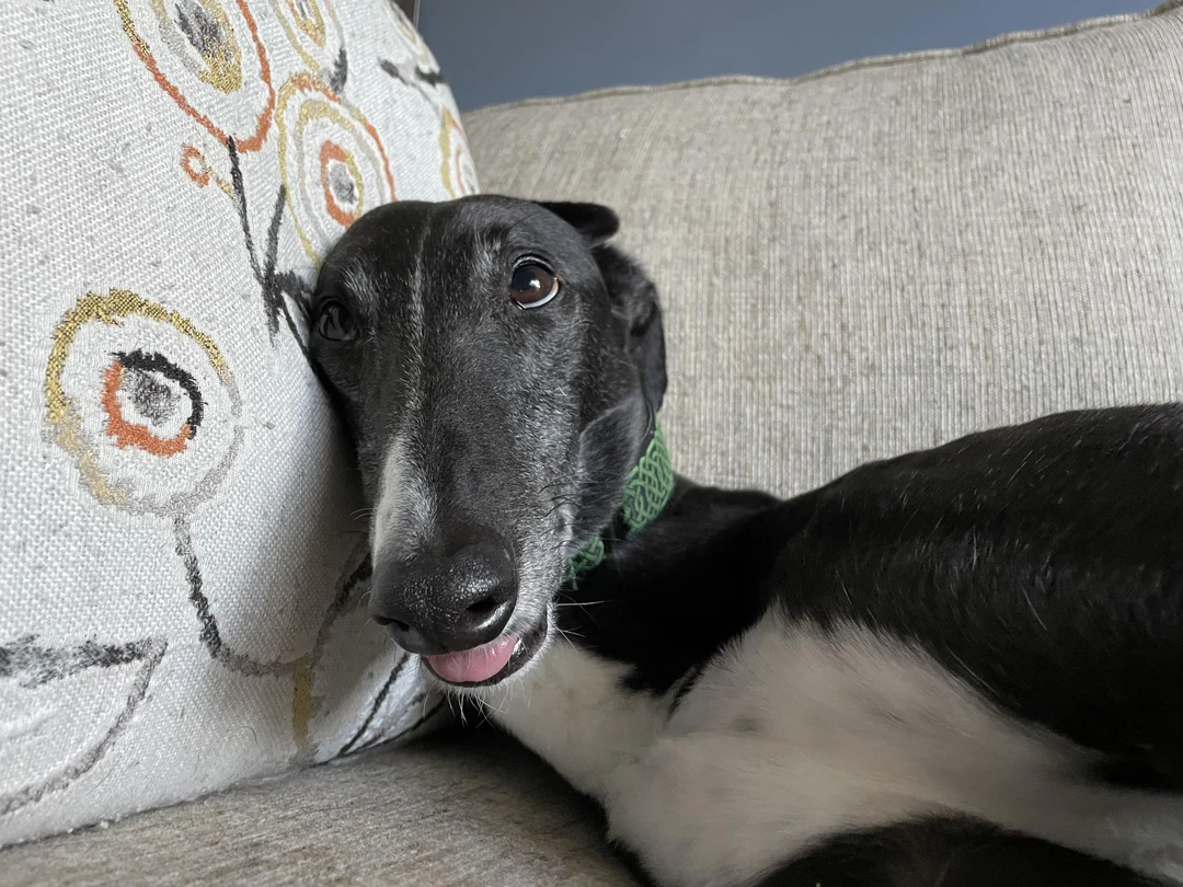 A little blep for your Tongue Out Tuesday | Scrolller