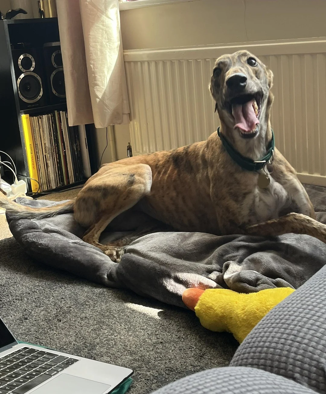 One happy rescue, Butter has only been home two hours! | Scrolller