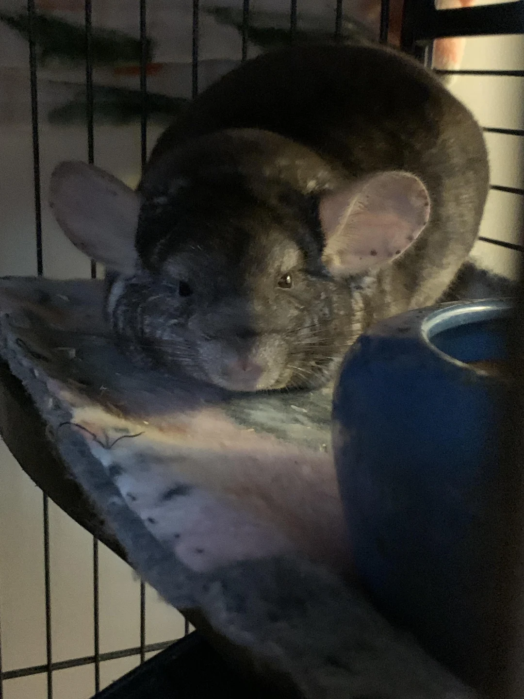 The main man himself!! Sir big booty, destroyer of worlds | Scrolller