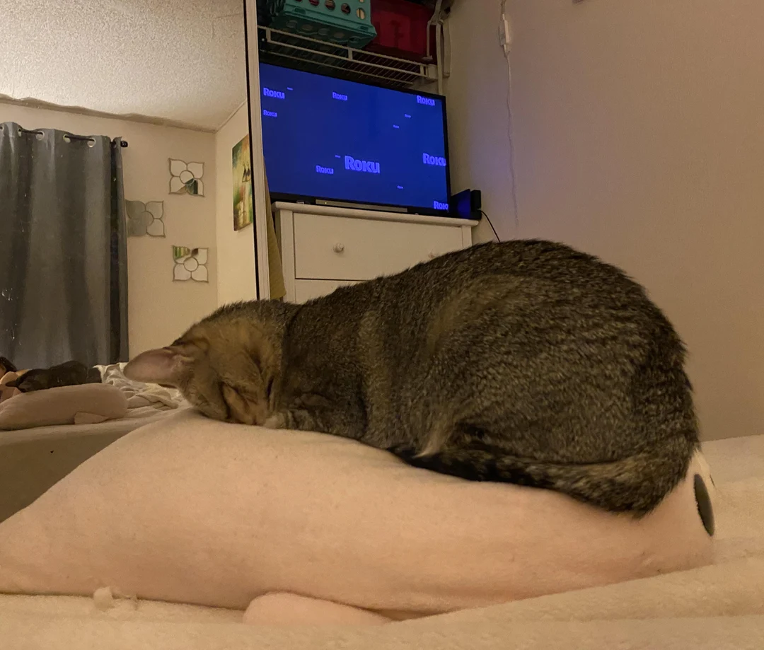 Fell asleep on her face while loafing (don’t worry! She’s not head pressing) | Scrolller