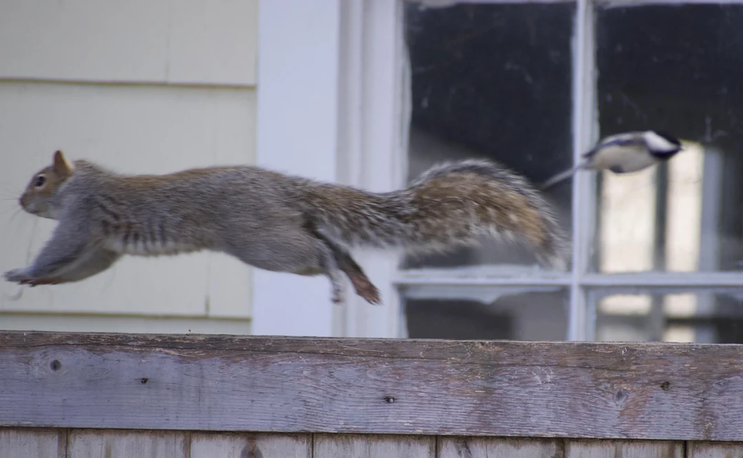 Chickadee on squirrel violence. | Scrolller