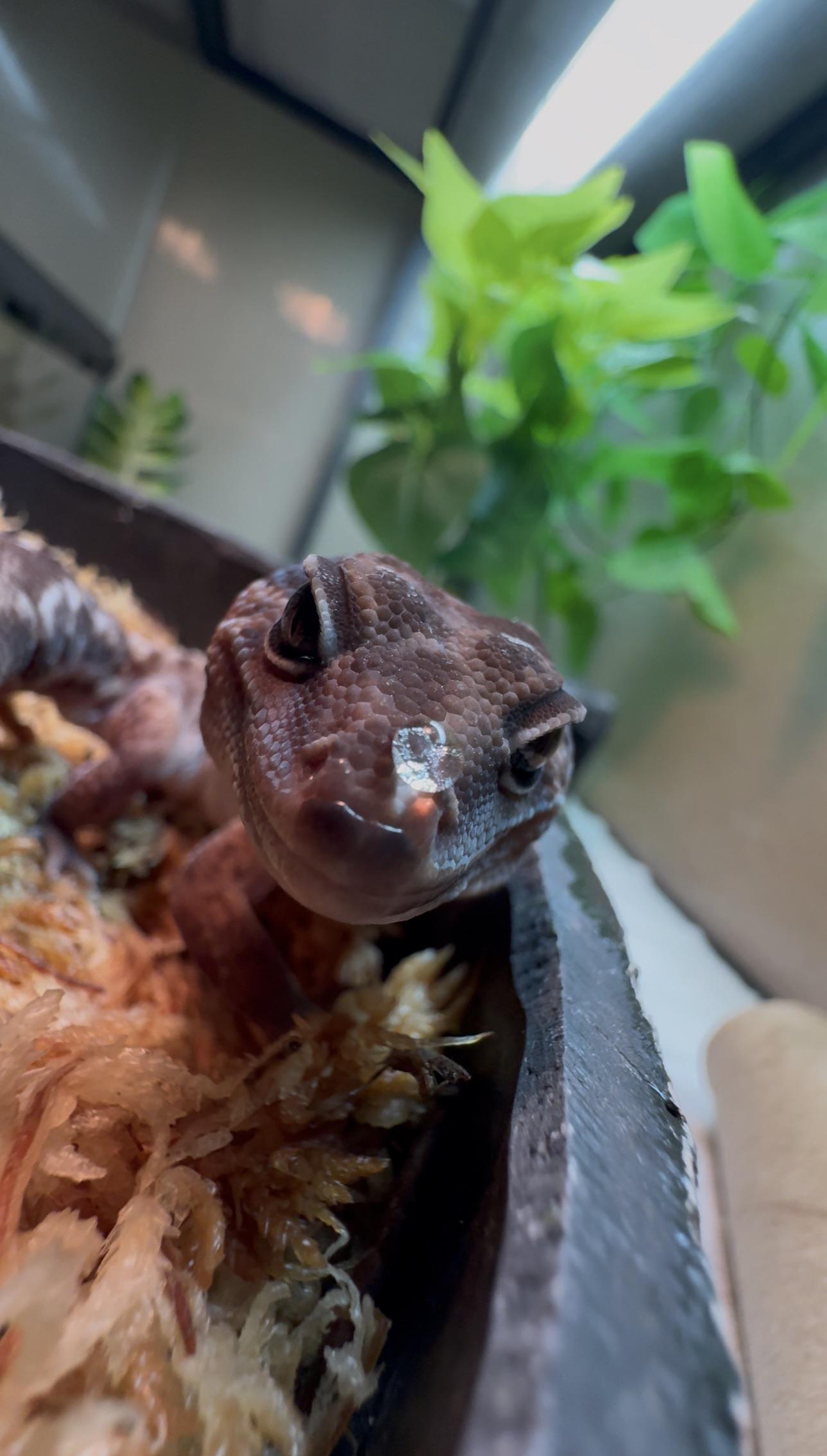 Thermometer/humidity gage | Scrolller