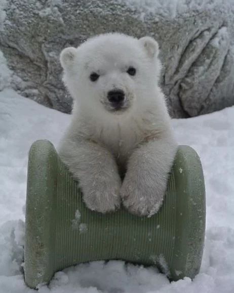 polar bear cub | Scrolller