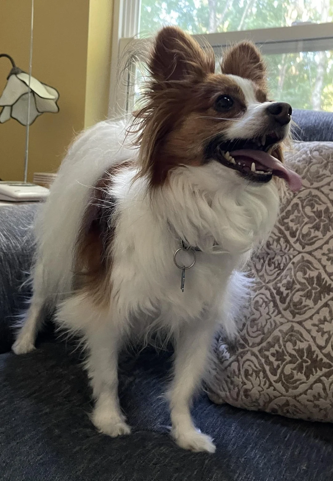 Here’s Pippin! | Scrolller