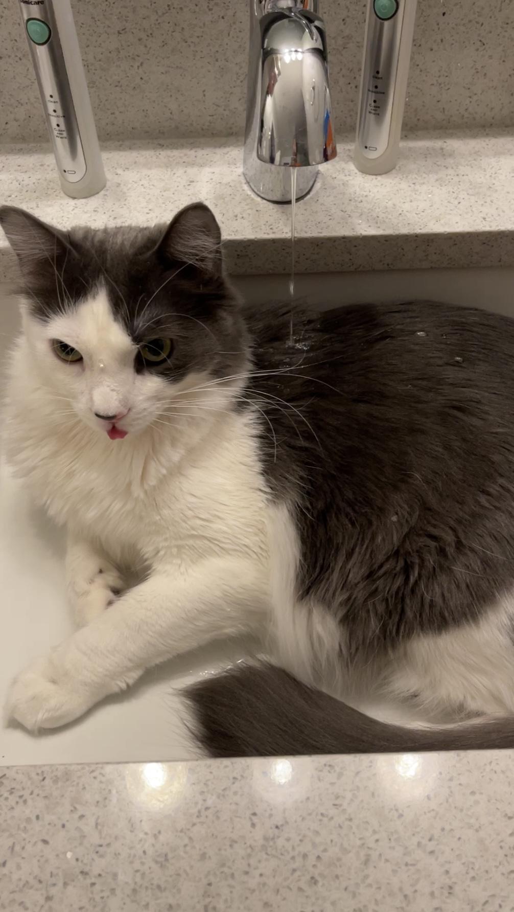 Oscar blep! | Scrolller