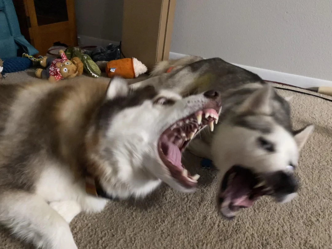 Husky raptors..? | Scrolller