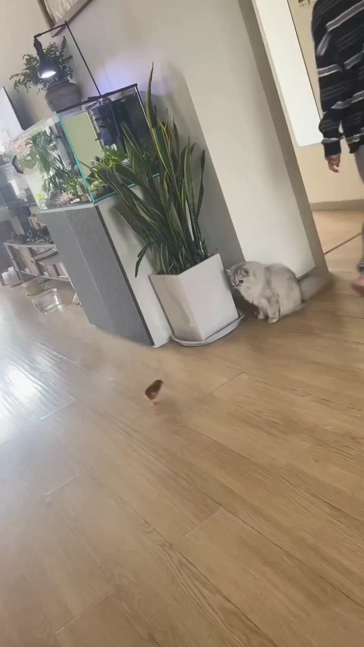 This is like an episode of Tom and Jerry | Scrolller