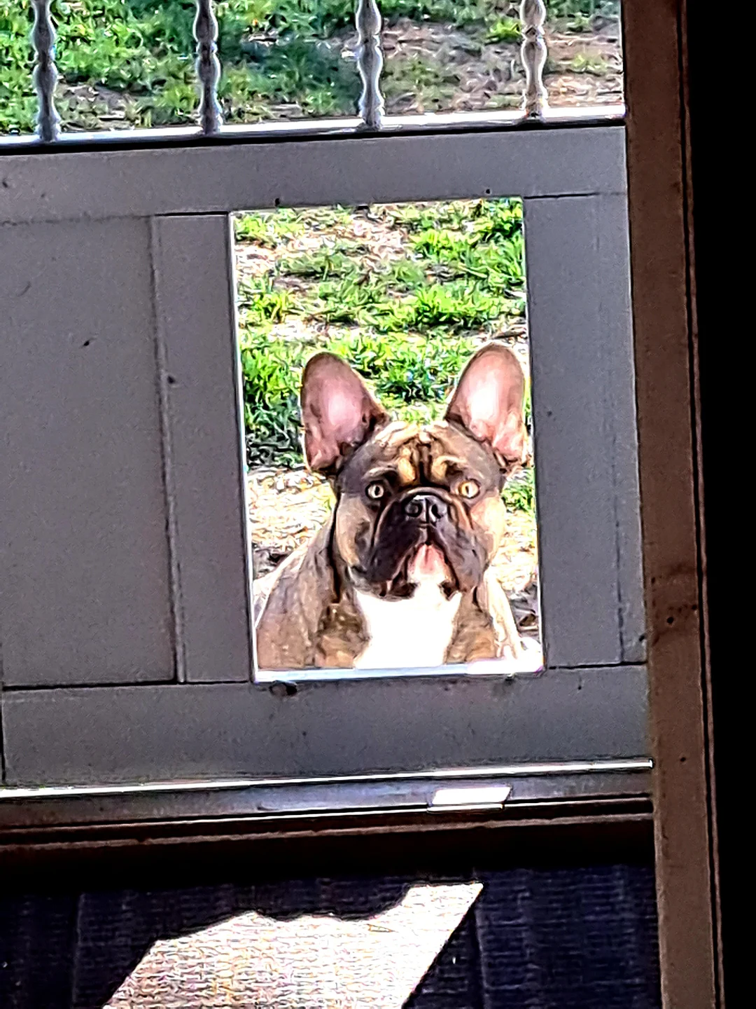 (OC) Gotta love those frenchie ears! | Scrolller