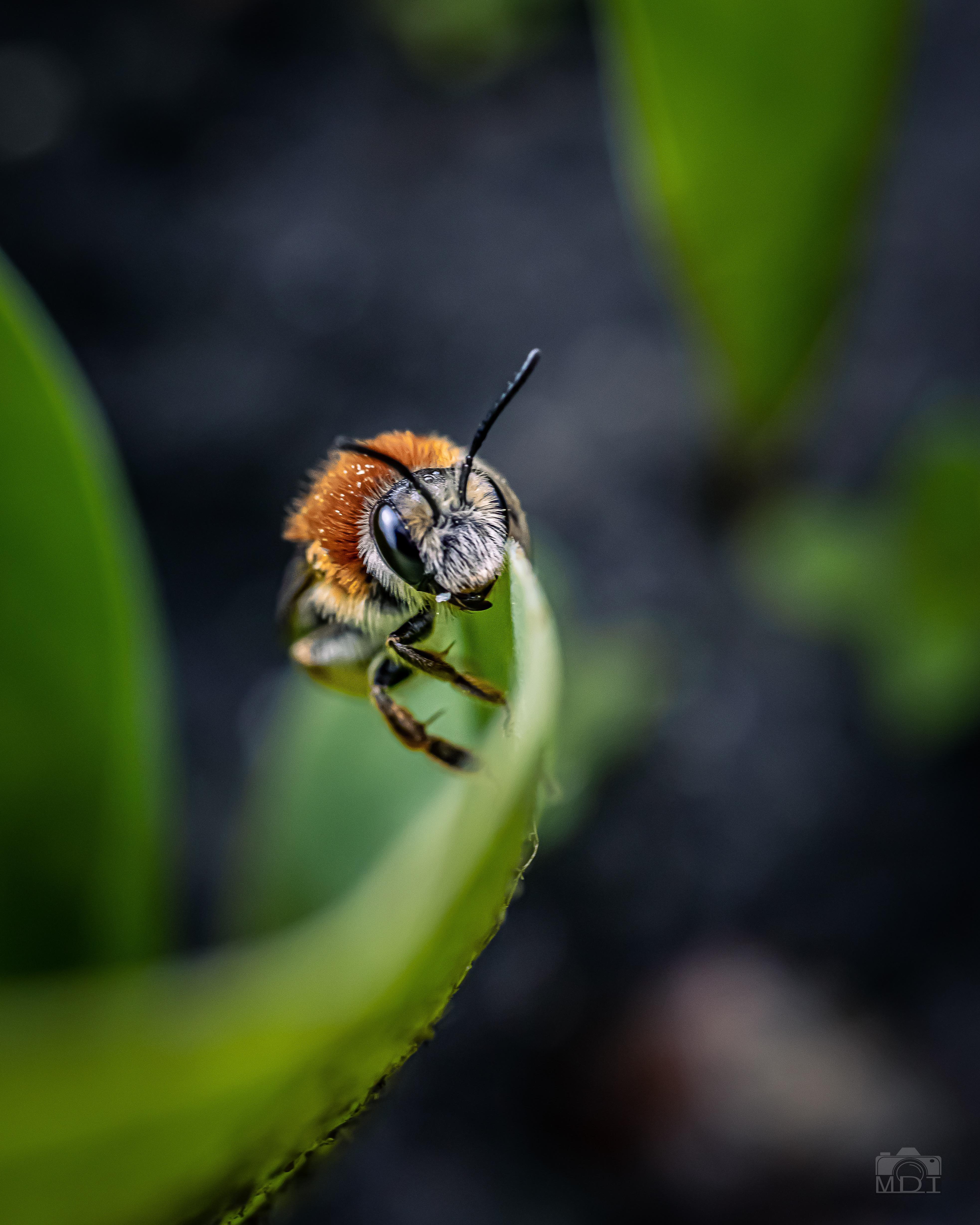 A Tawny mining bee crawling along a leaf. | Scrolller