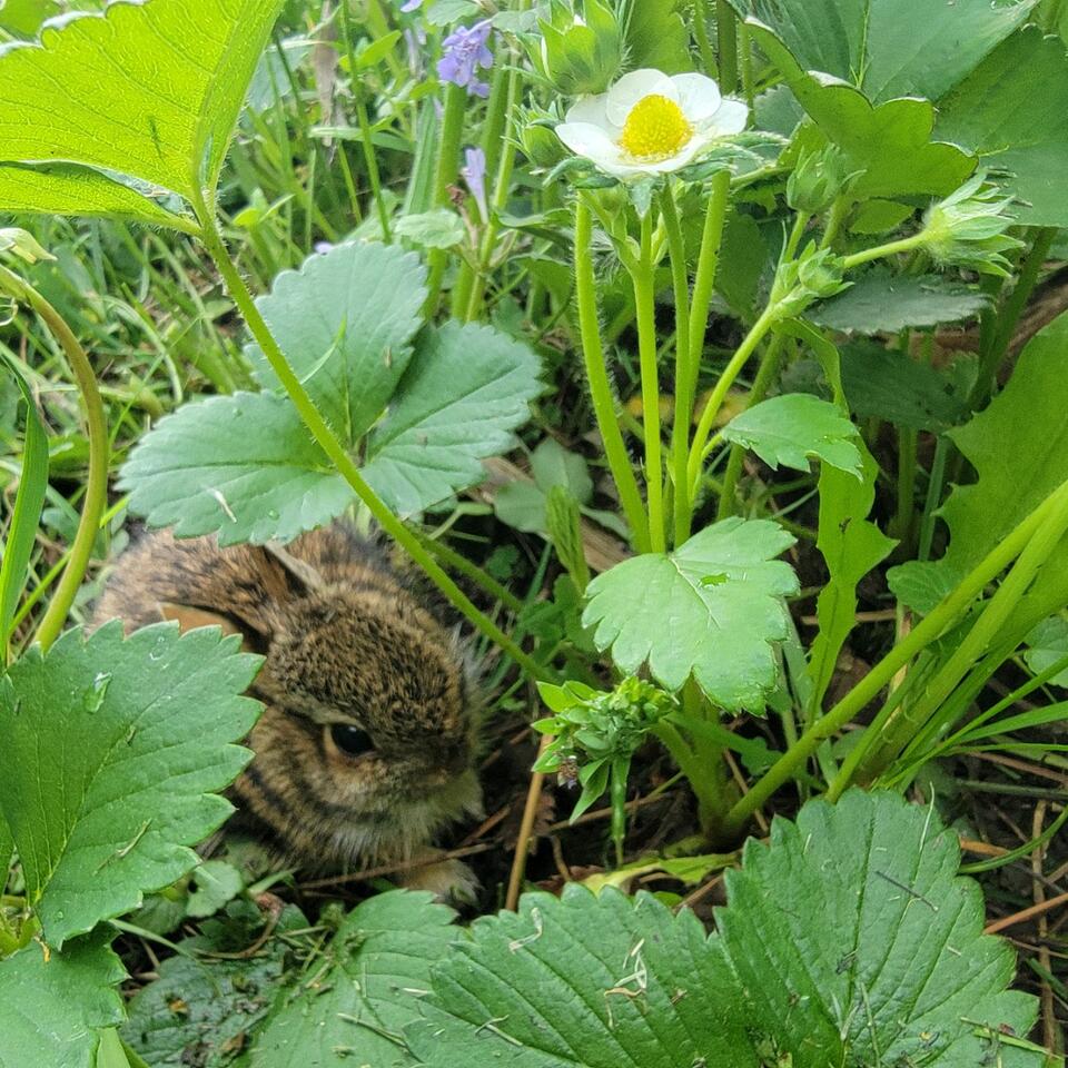 Strawberry Patch | Scrolller