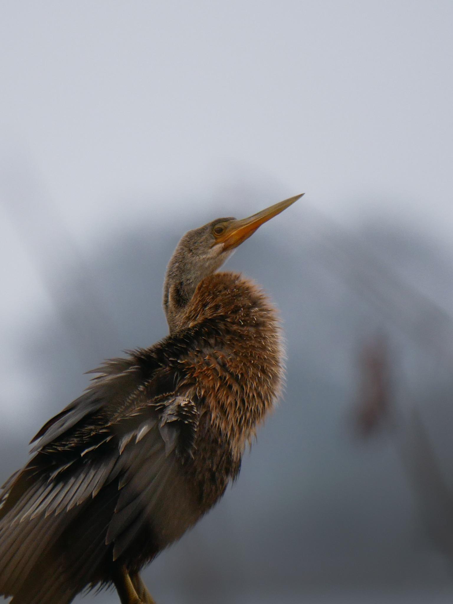 Anhinga drying its wings on a foggy morning. | Scrolller