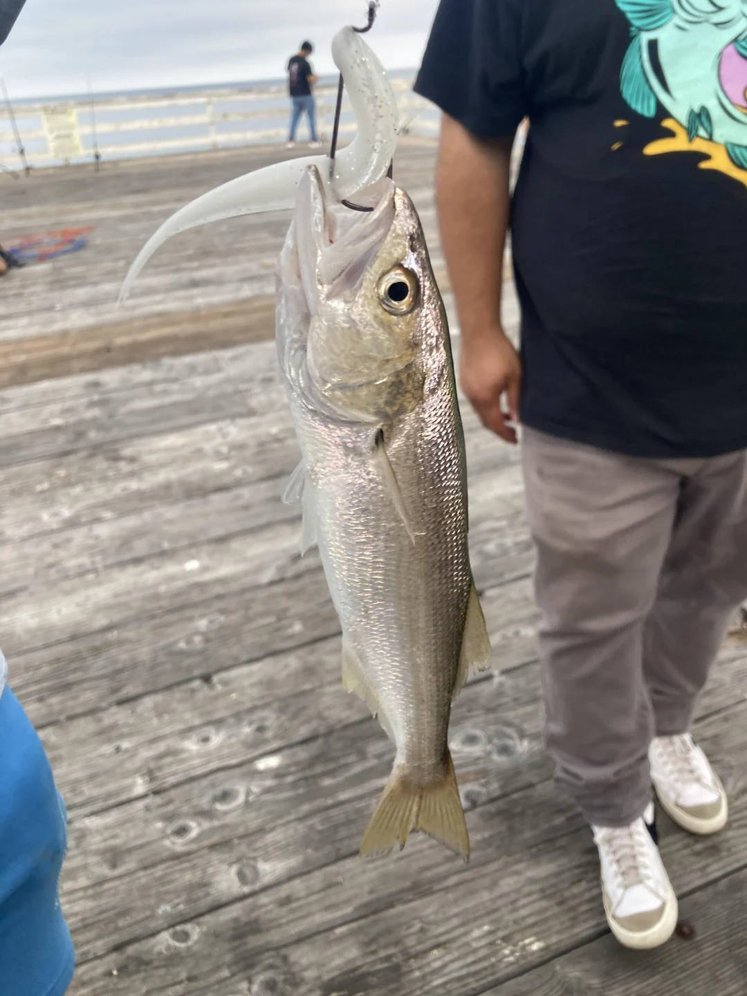 Can I get an ID for this fish? | Scrolller