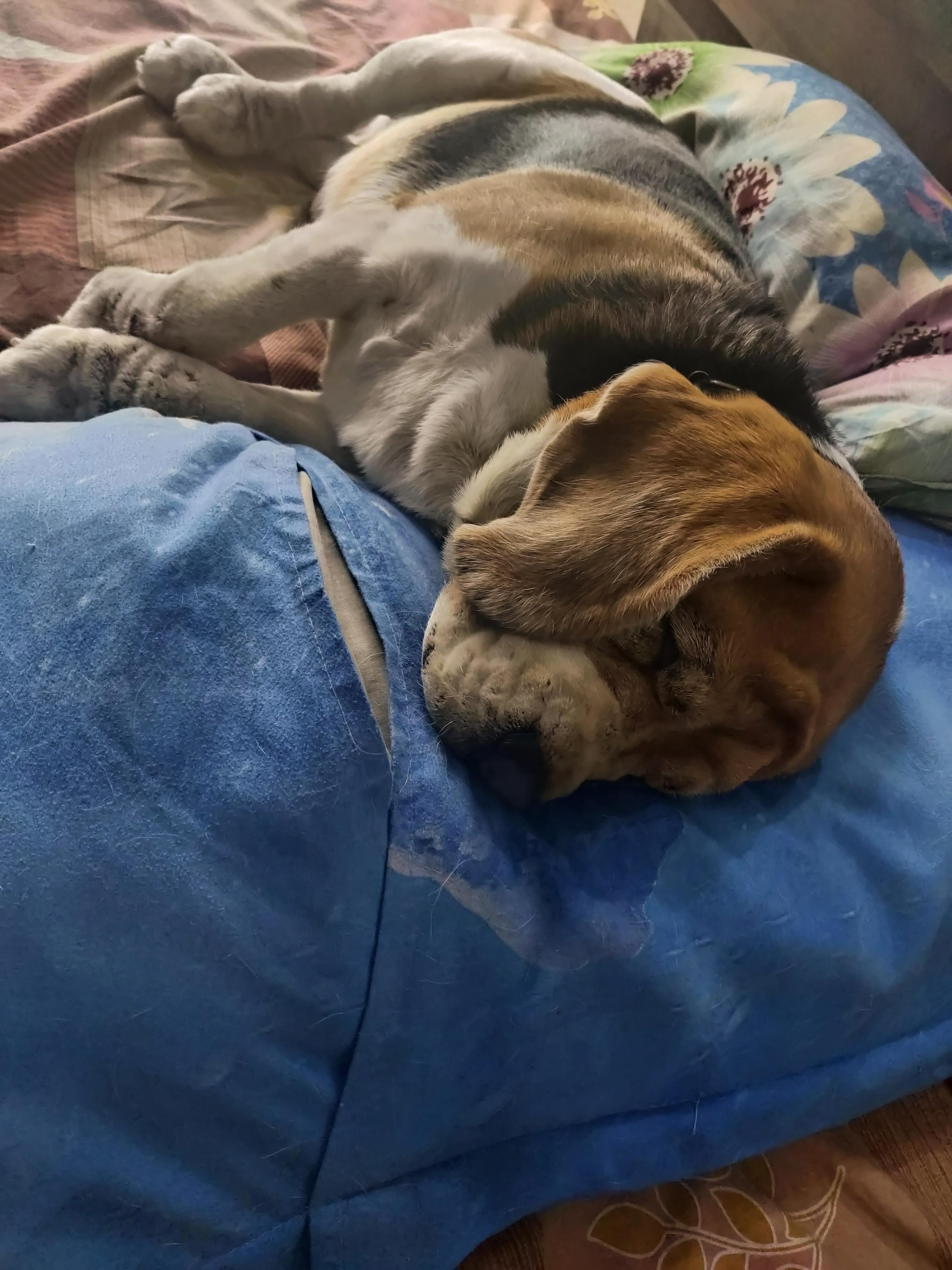 Buddy taking his Afternoon nap | Scrolller