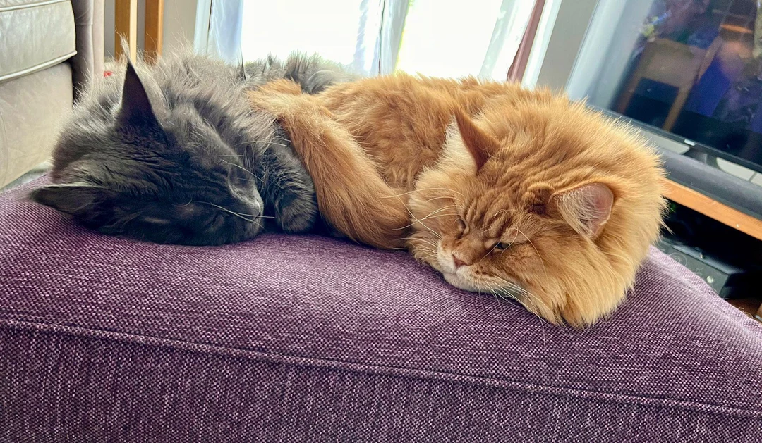 So much snuggle | Scrolller