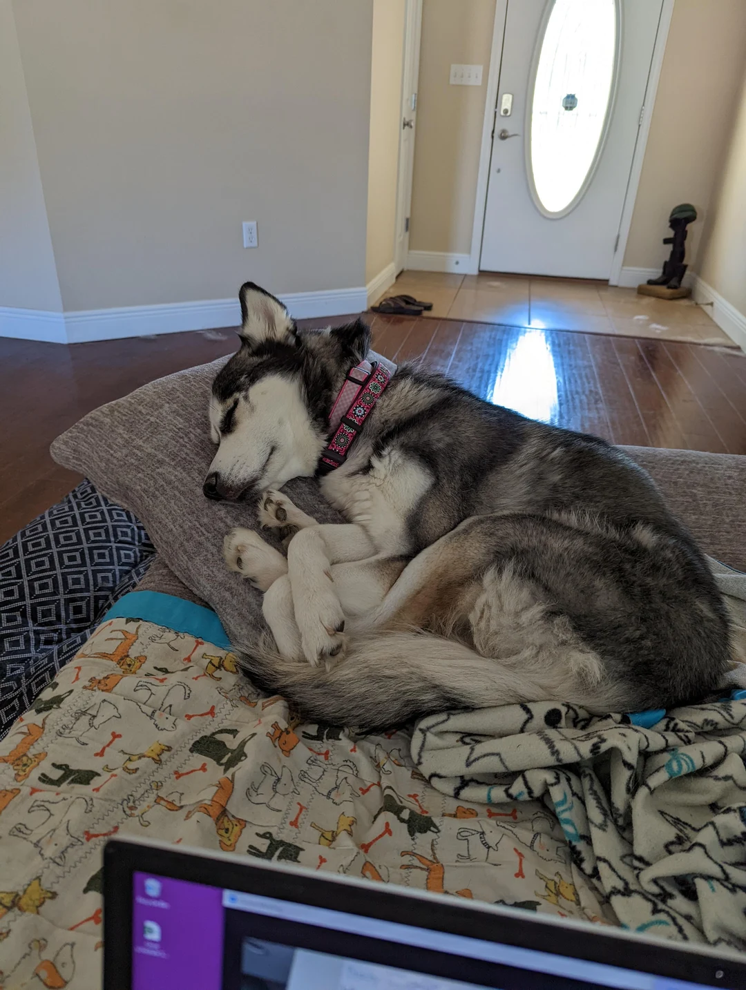 our rescue pup ️ | Scrolller