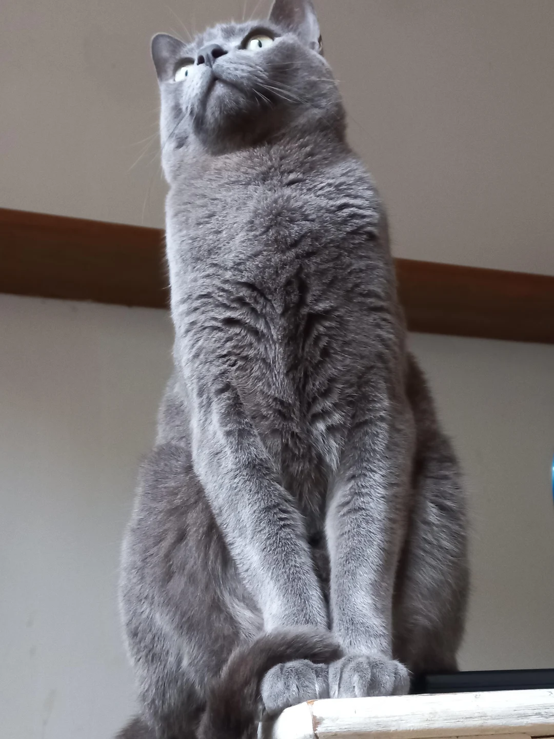 he is protecting his little paws with his tail [OC] | Scrolller