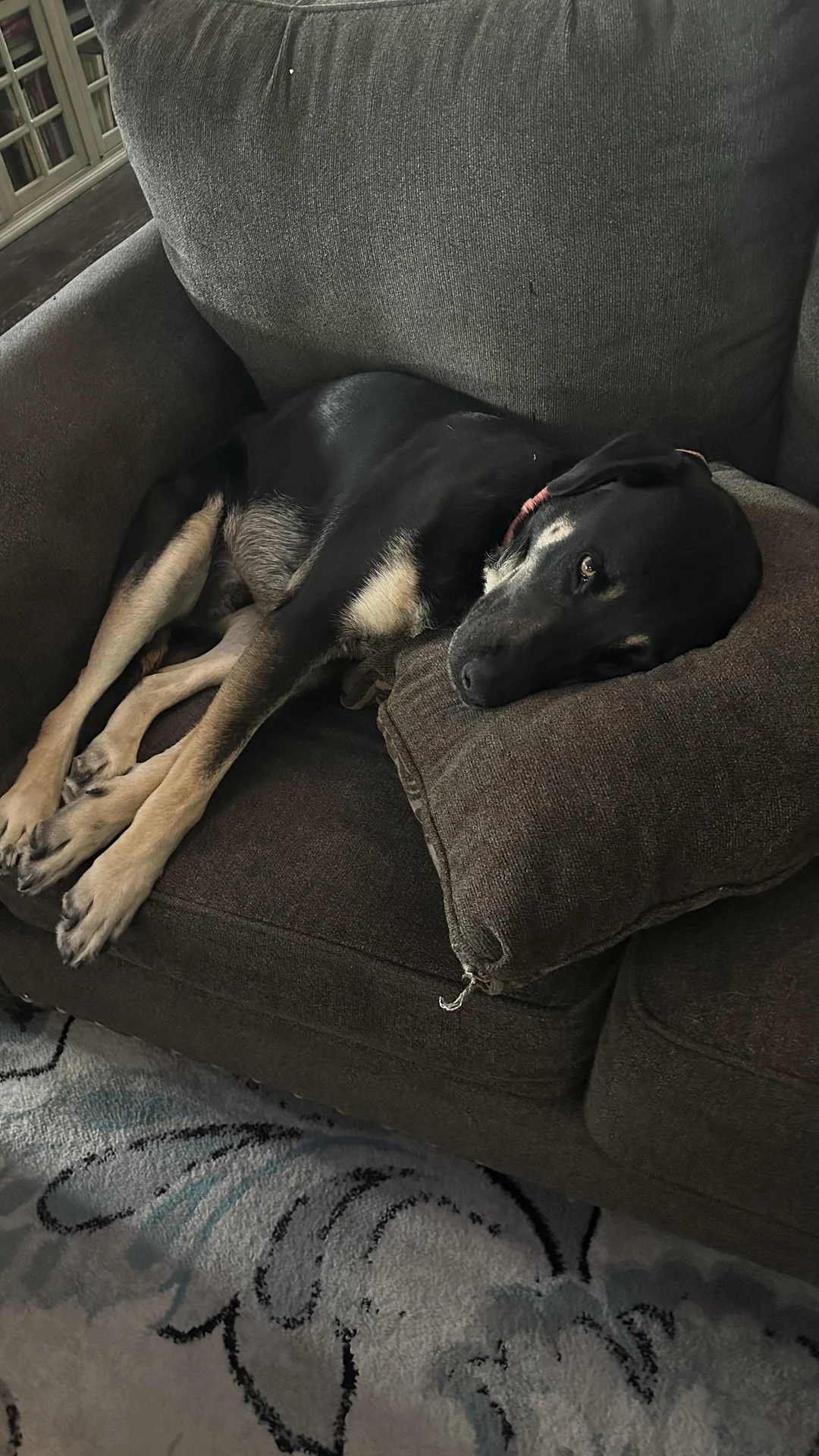 He is so pampered it's ridiculous | Scrolller