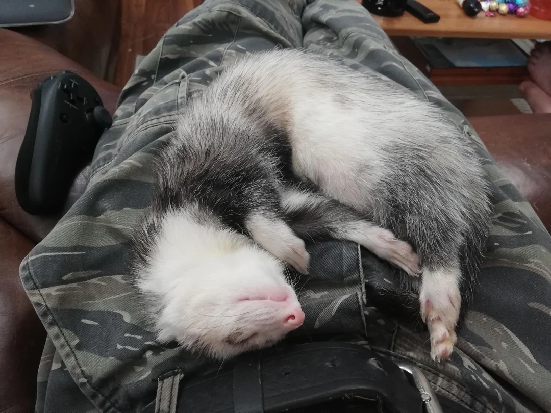 Easter Nap Attack | Scrolller