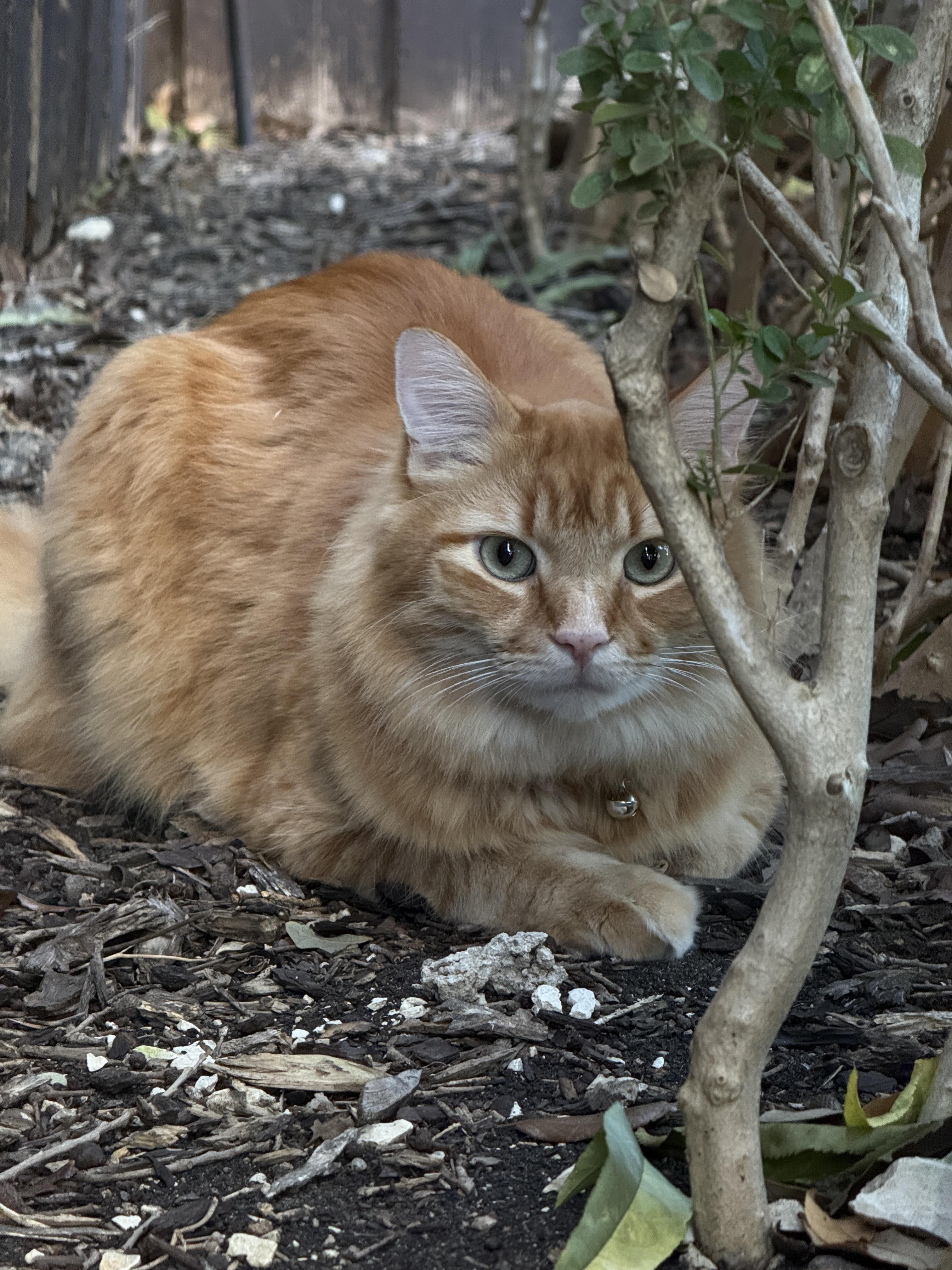 Chilling in the backyard | Scrolller