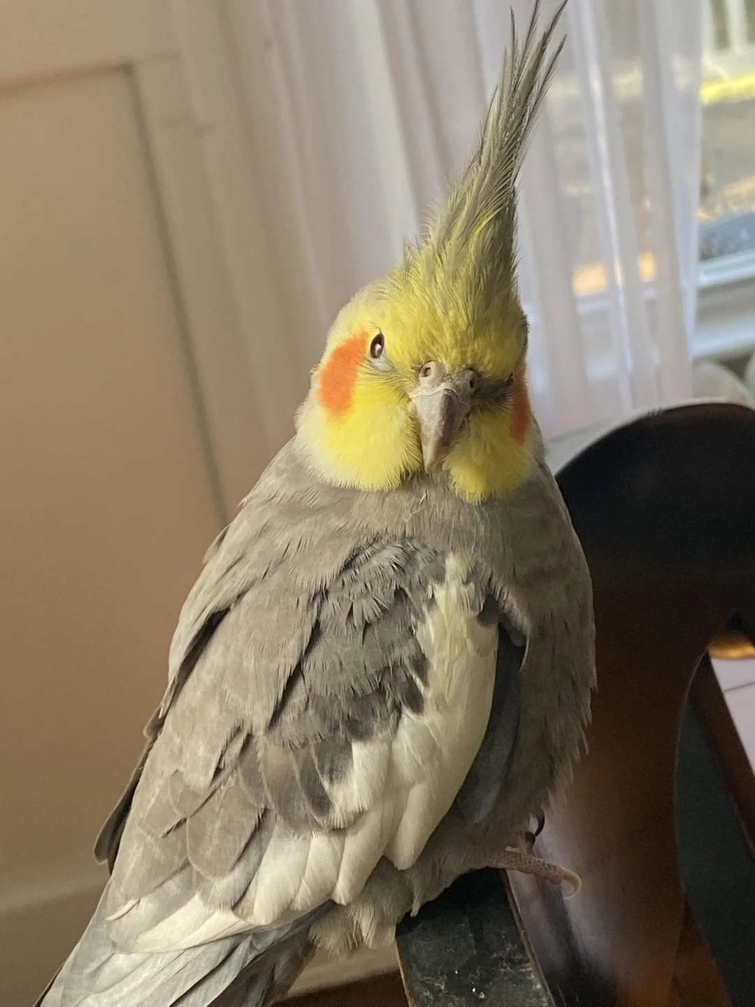 Mickey head tilt | Scrolller