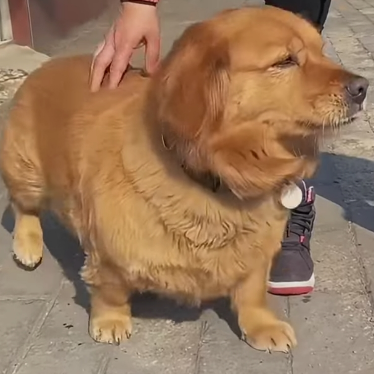 Real life chikin nuggit | Scrolller