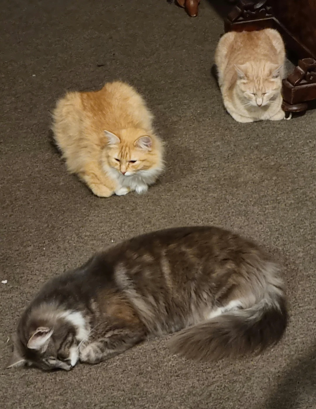 Just loafing around... Syd (light ginger) his sister Rory and the grey and white is their ...