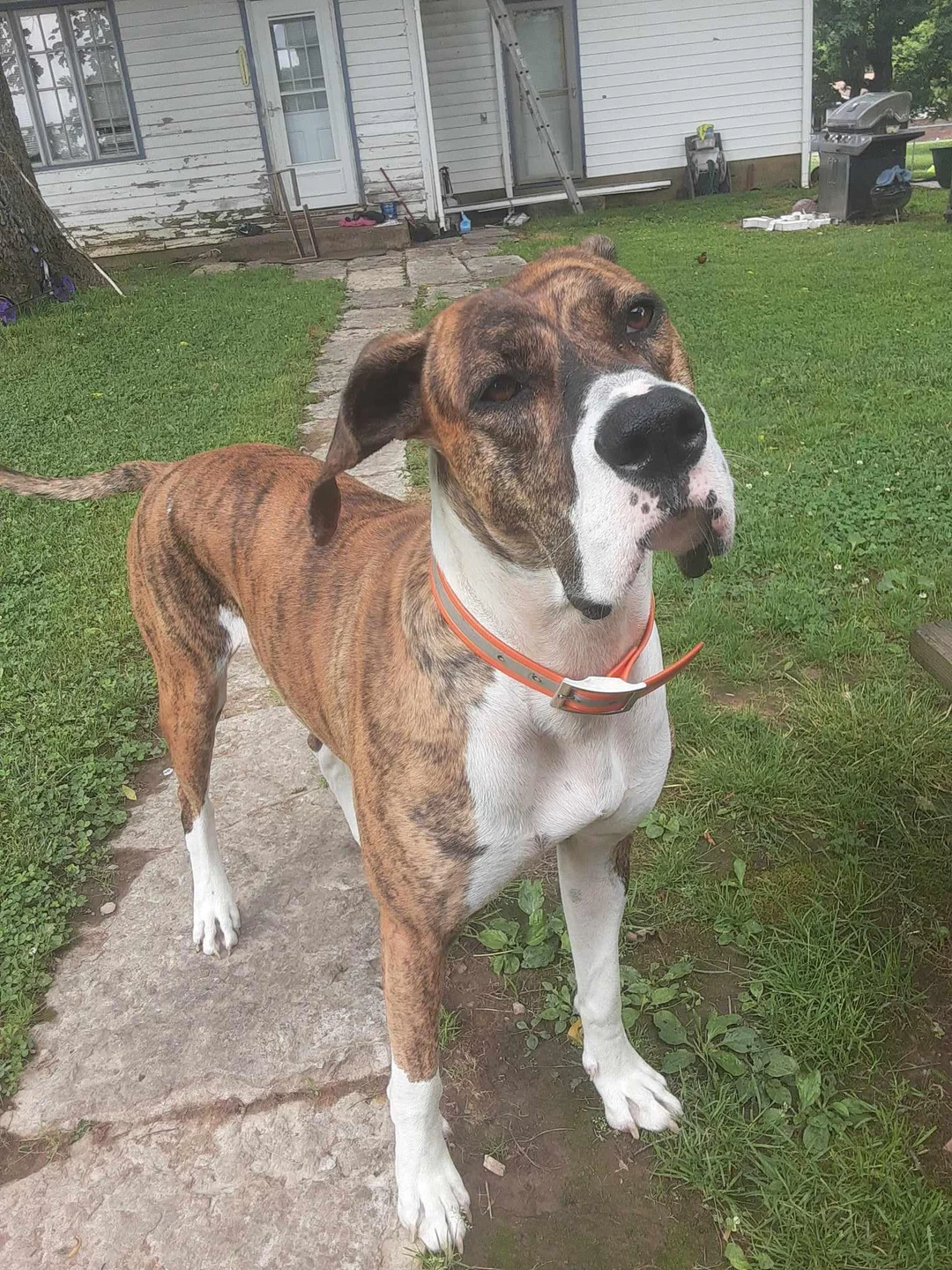 This here is Pearl | Scrolller