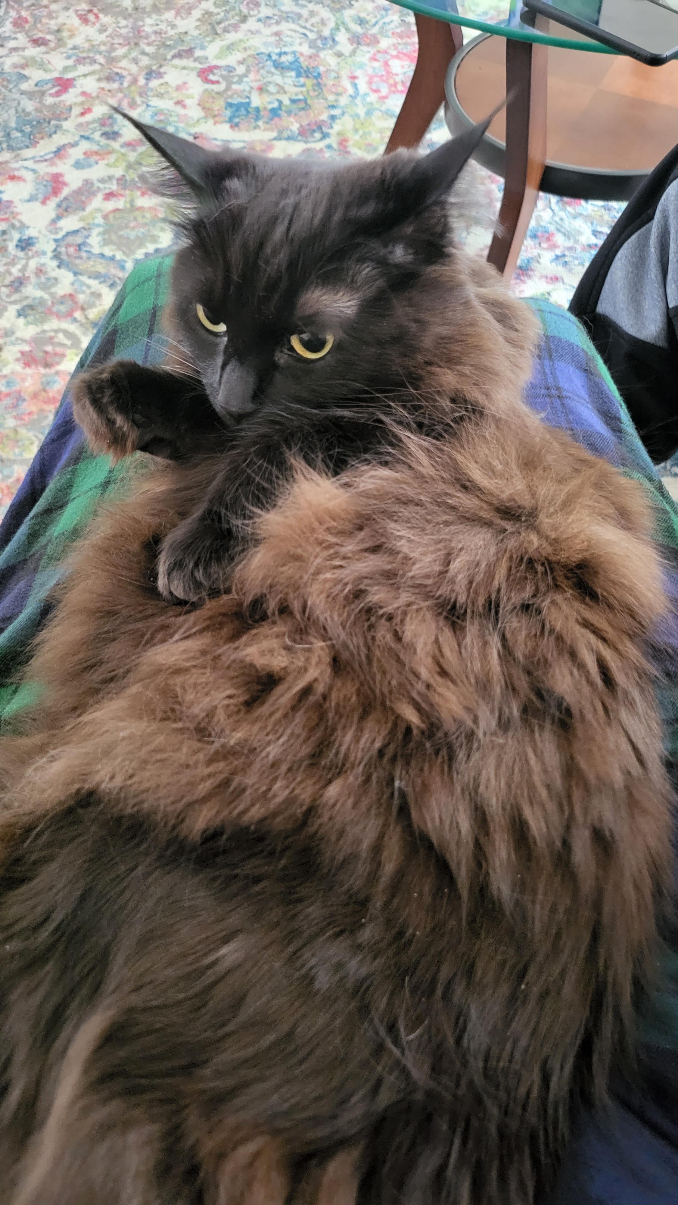 A normal amount of floof | Scrolller