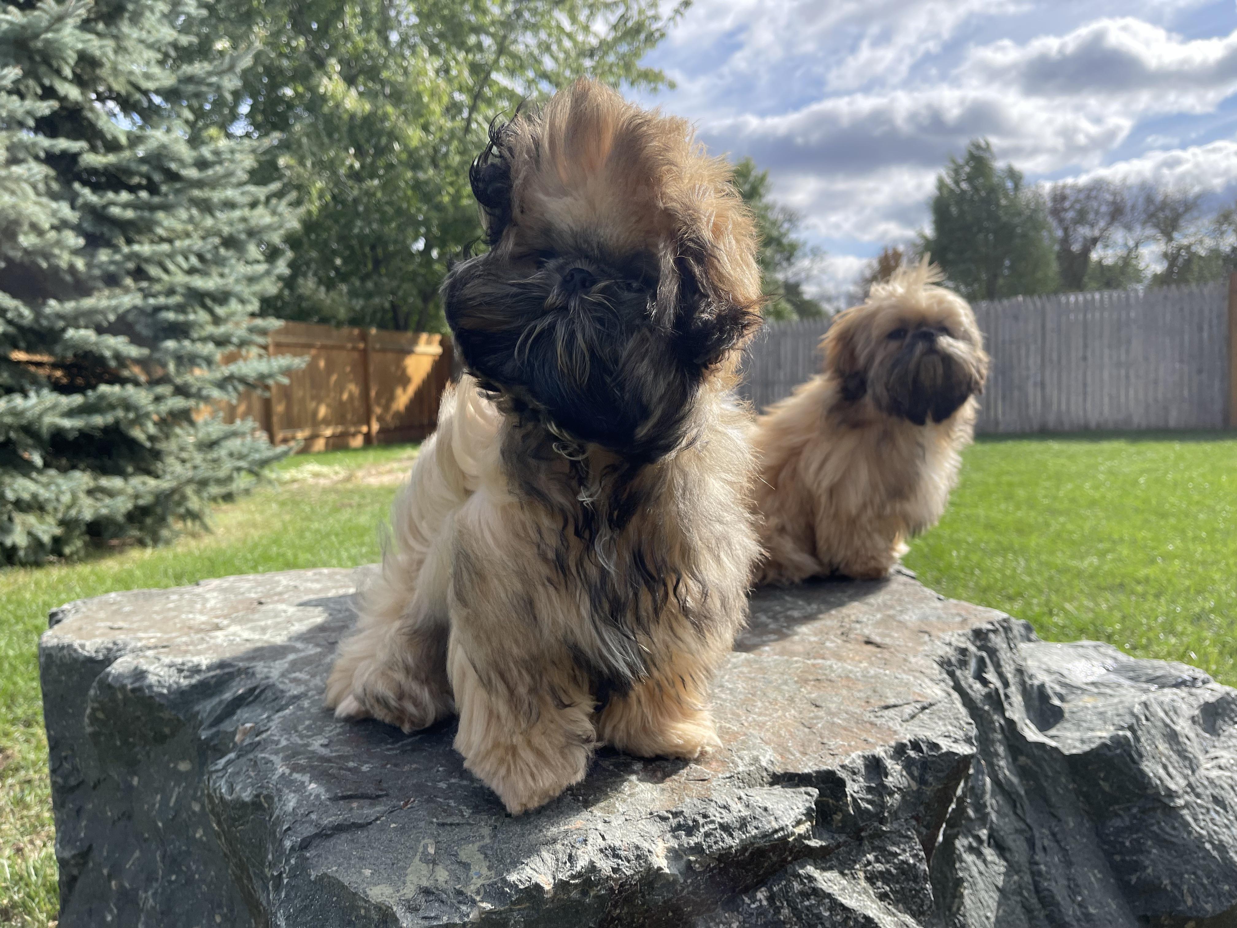 I'd make a wind pun But it blows.. | Scrolller