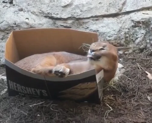 big kitty sleeping in a Hershey's box | Scrolller