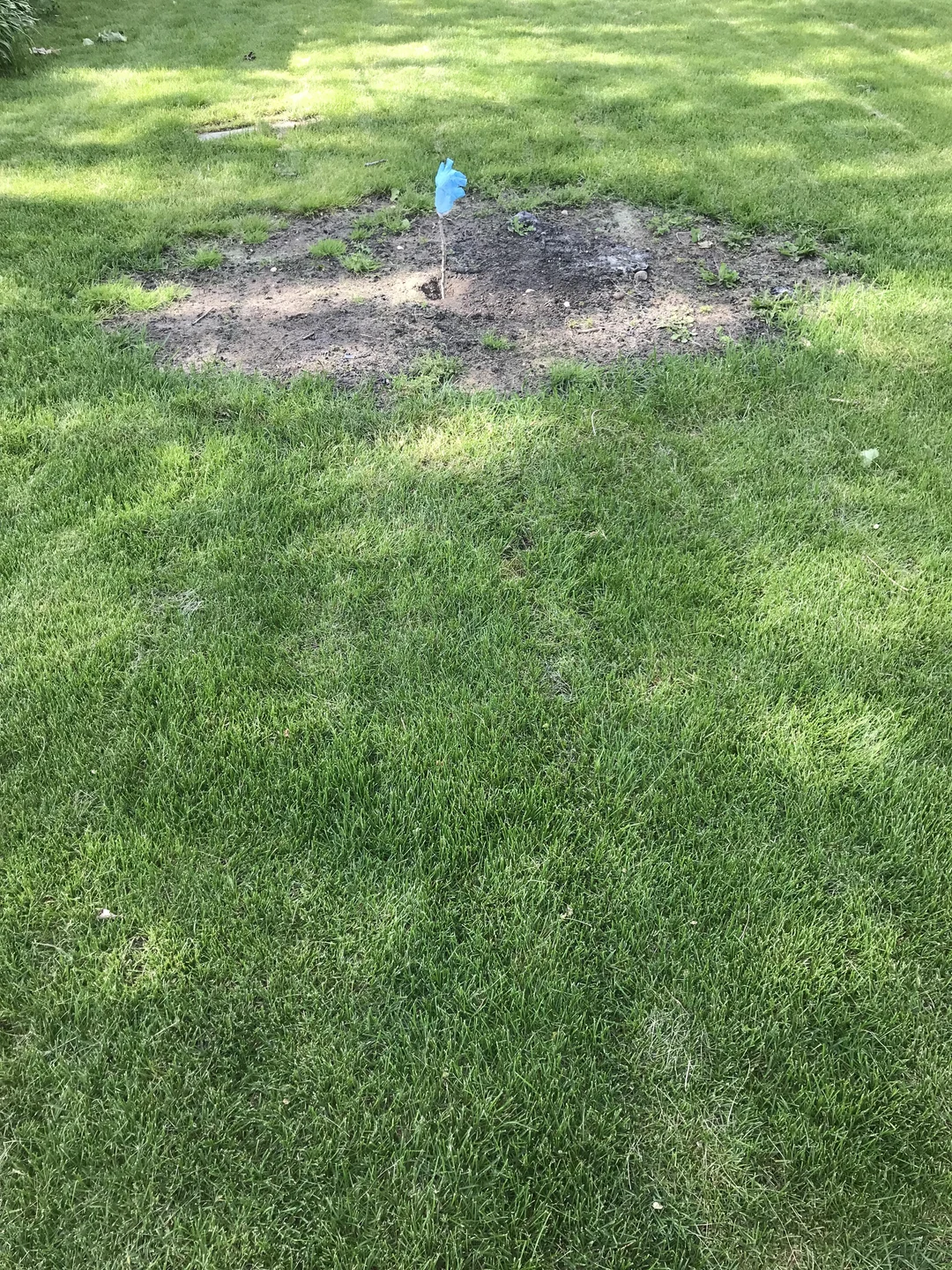 New “State Of The Art”Backyard Chipping Green | Scrolller