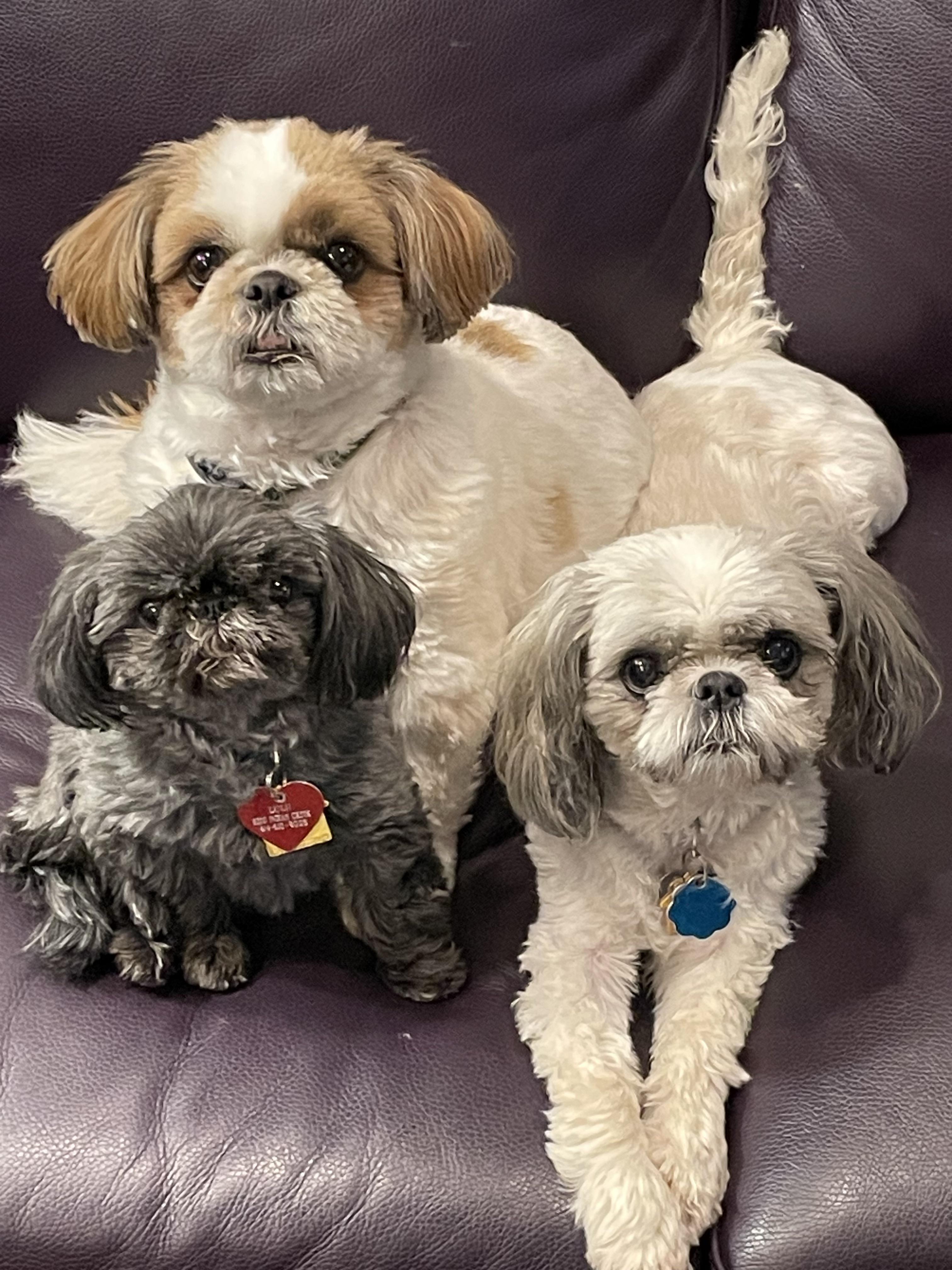 My sister’s trio are like cartoon dogs | Scrolller