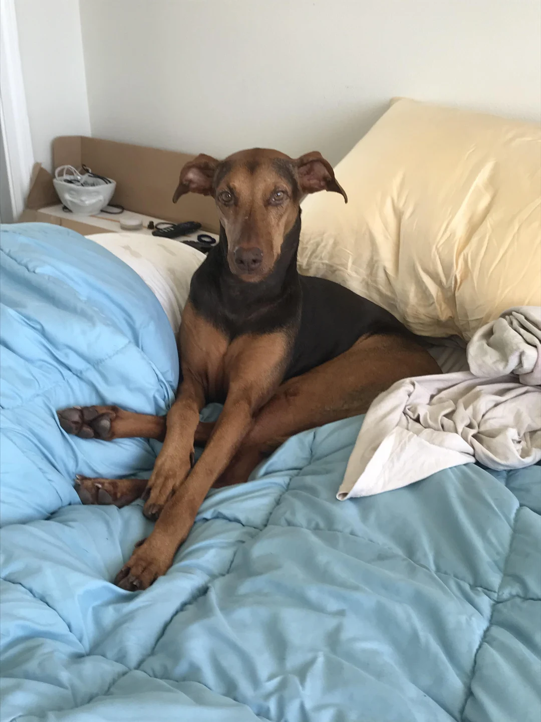 Meet my Doberman greyhound mix, Elaine! | Scrolller