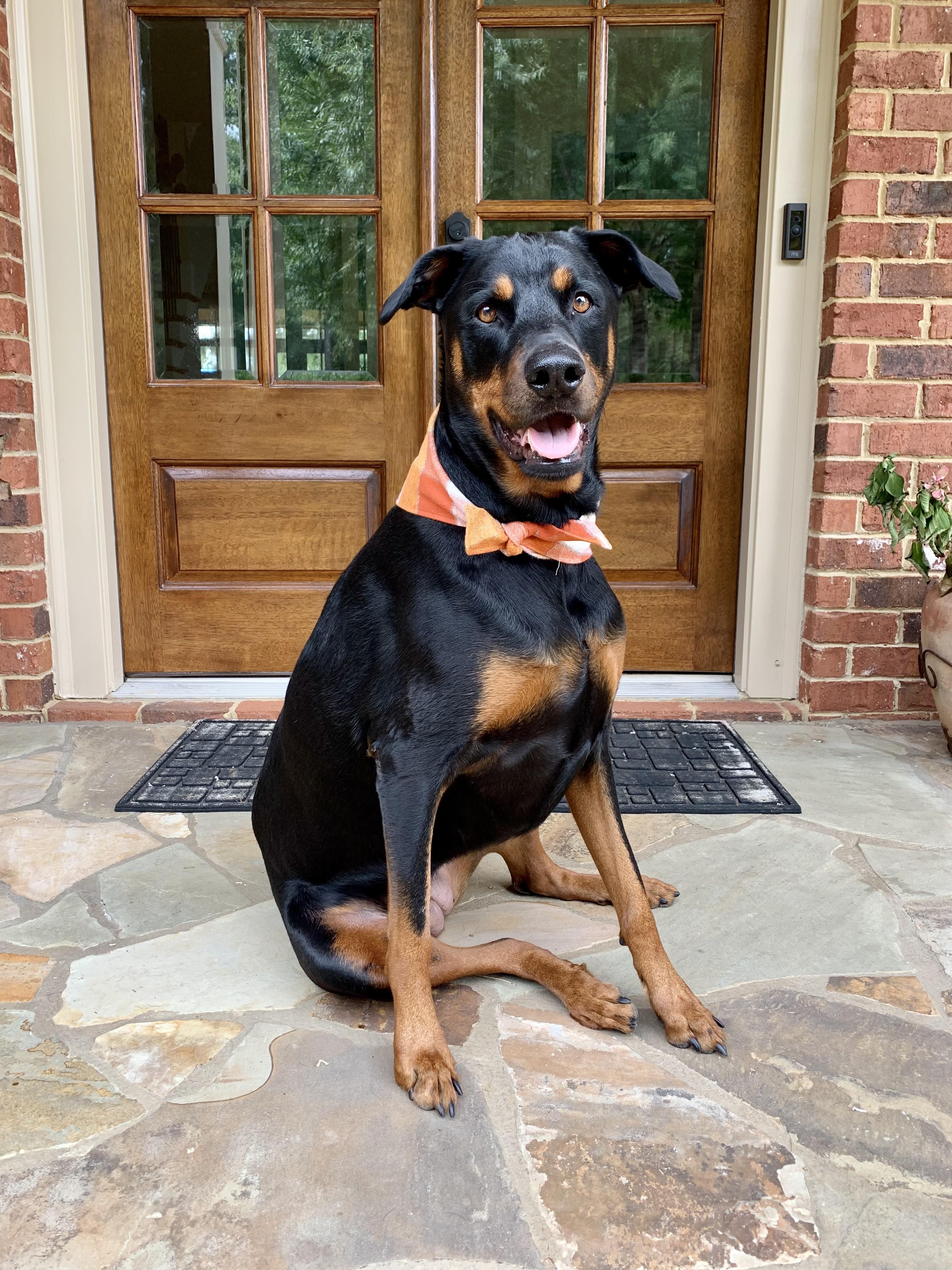 Meet my Rottweiler/Doberman mix, Pepper | Scrolller