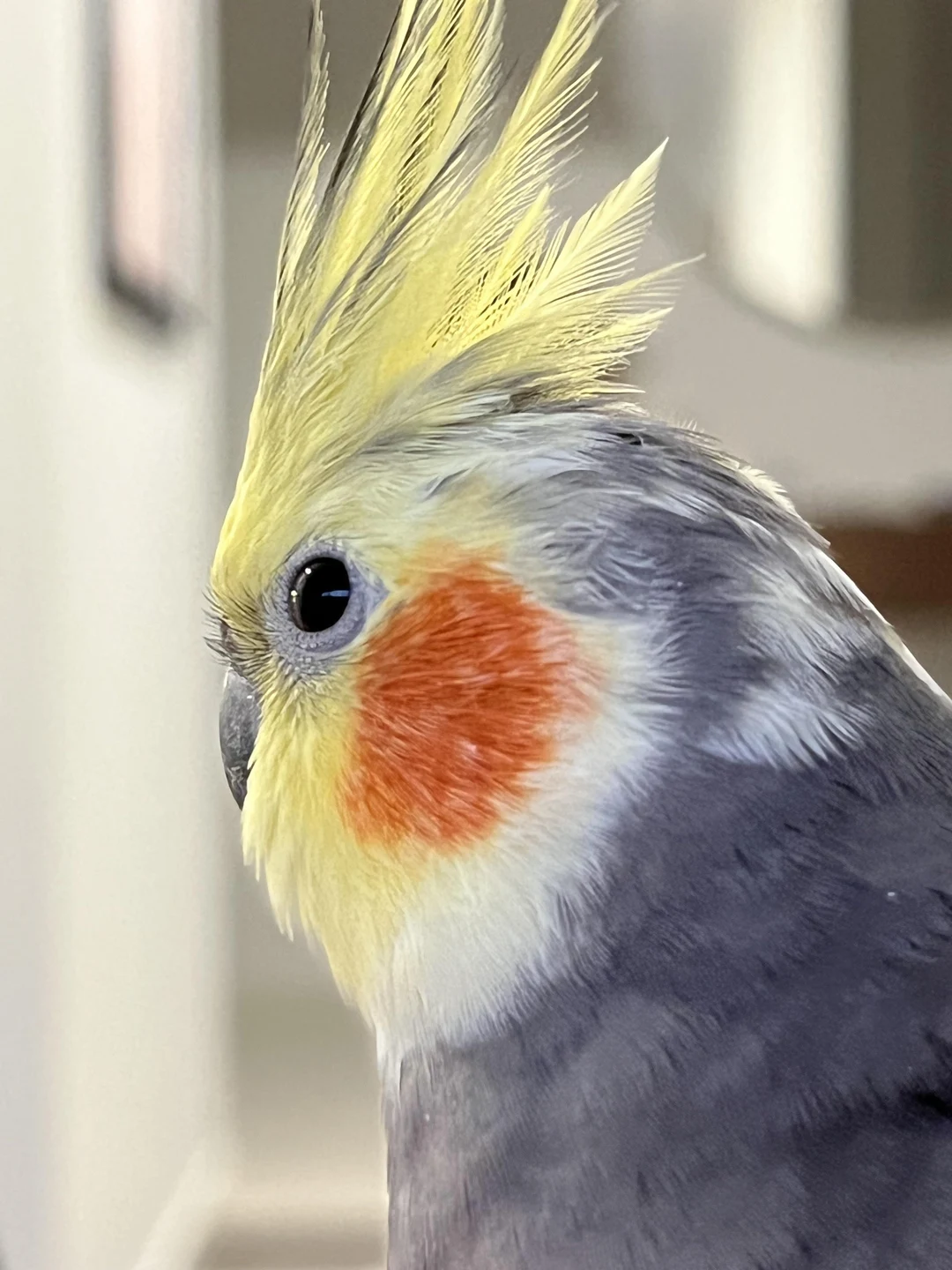 The ruler of our nest, Spike. | Scrolller