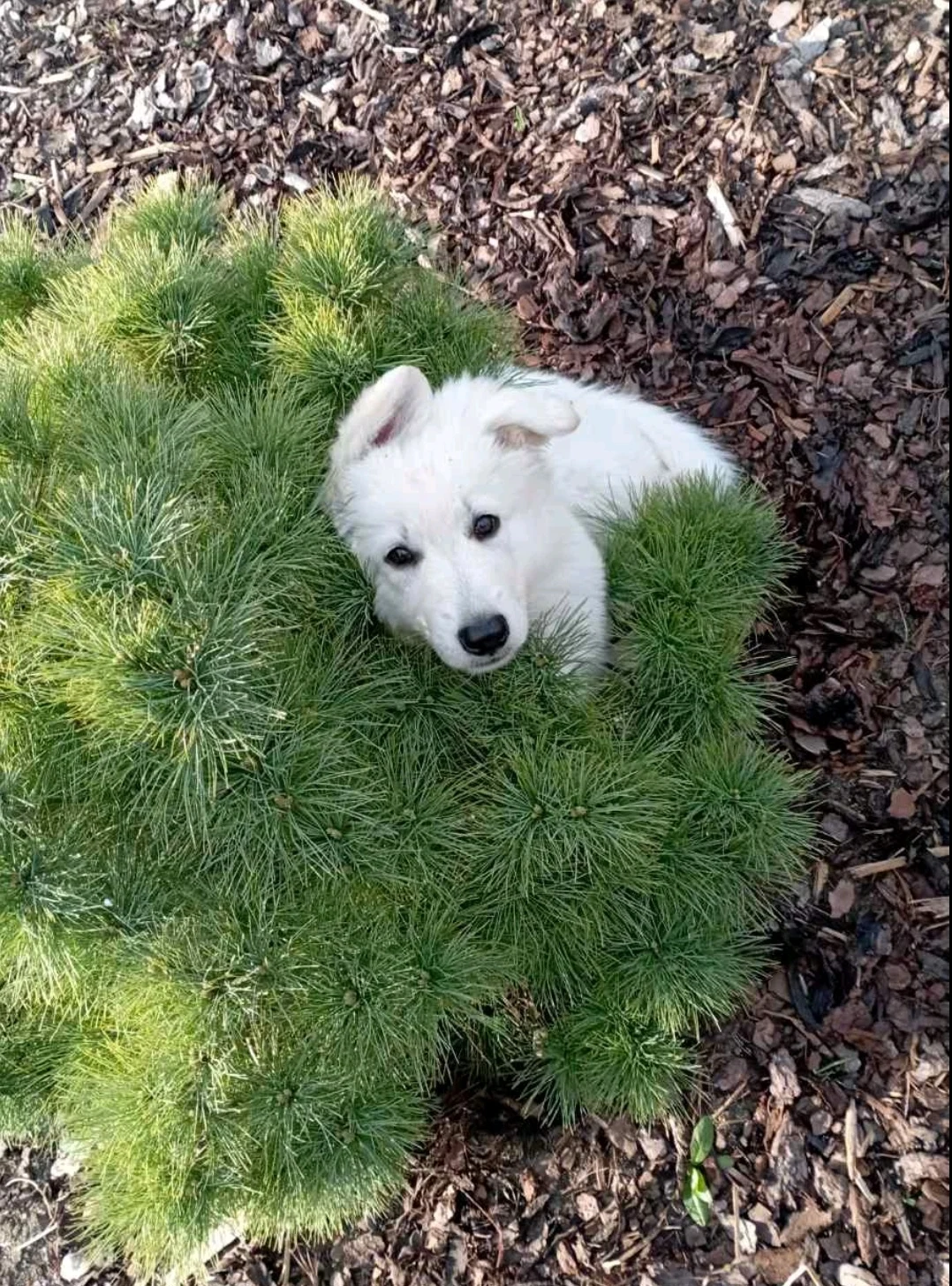 She likes to play hide and seek | Scrolller