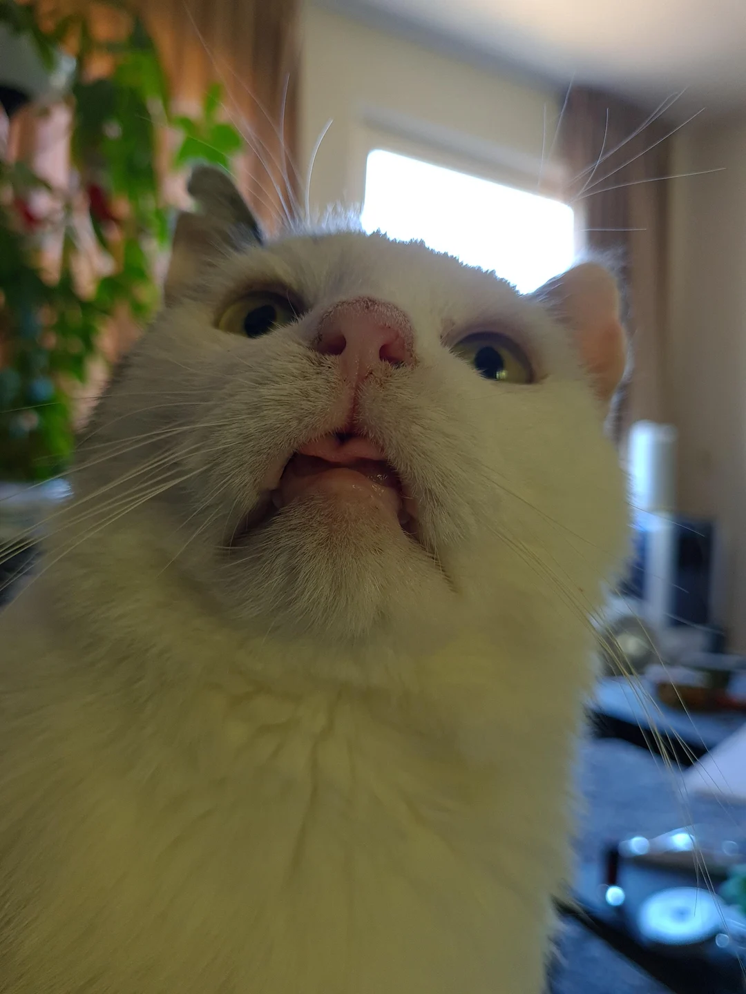 Discover more like AnimalsBeingDerps: Luke Skywalker, my dearest derp. and Related Content ...